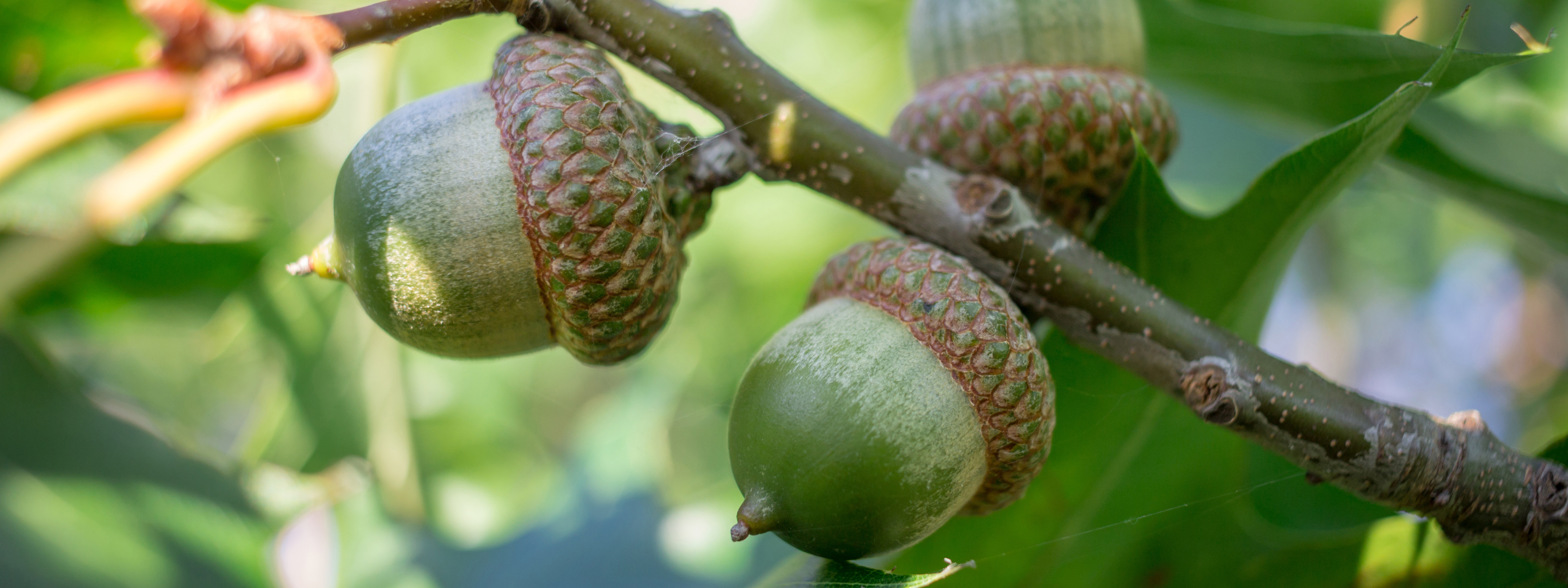 Crncring On Acorn Uoft